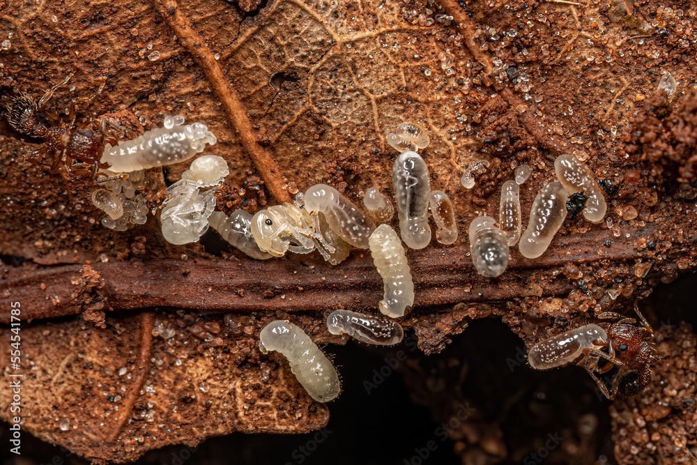 Adult Bicolored Pennant Ants with larvas Stock Photo | Adobe Stock