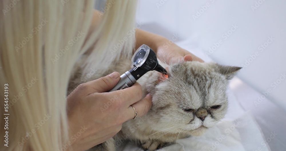 Side view. A blonde veterinarian examines a cat's ear with an otoscope ...
