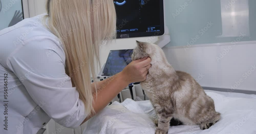The veterinarian treats the cat that came to the appointment with great ...