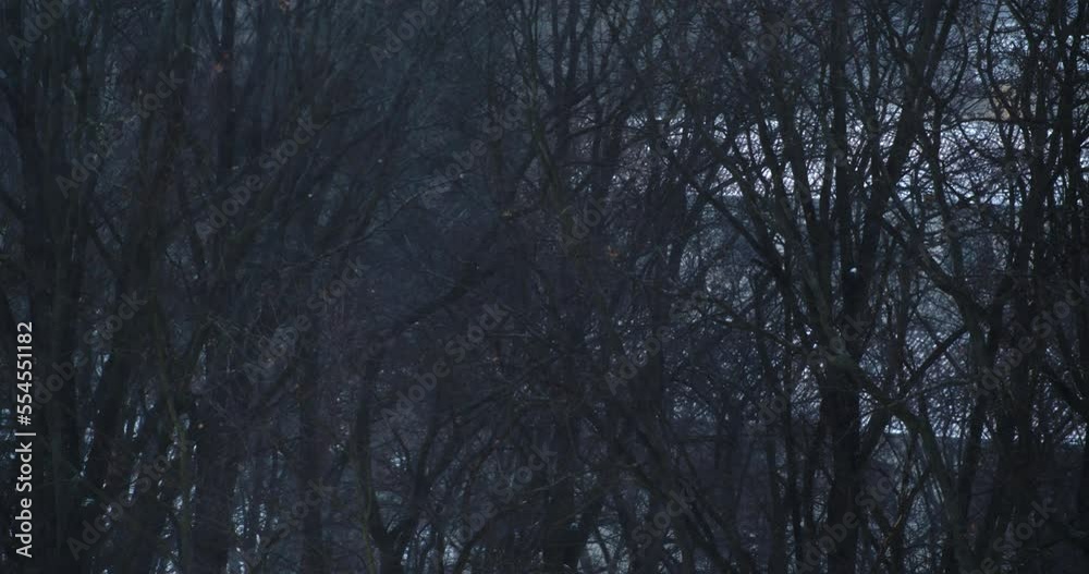 Trees shaking in heavy winds with heavy snow fall. Layers of lines of ...