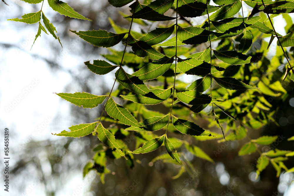 Neem tree leaf branch Stock Photo | Adobe Stock