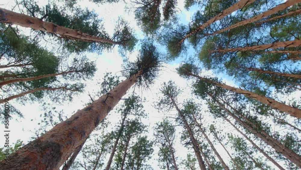 Crowns of pine and spruce forest trees with evening sky. looking up to ...