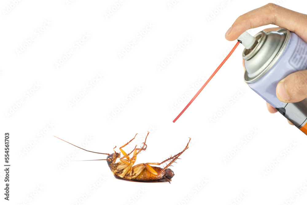 .person killing cockroach with poison spray, isolated on White ...