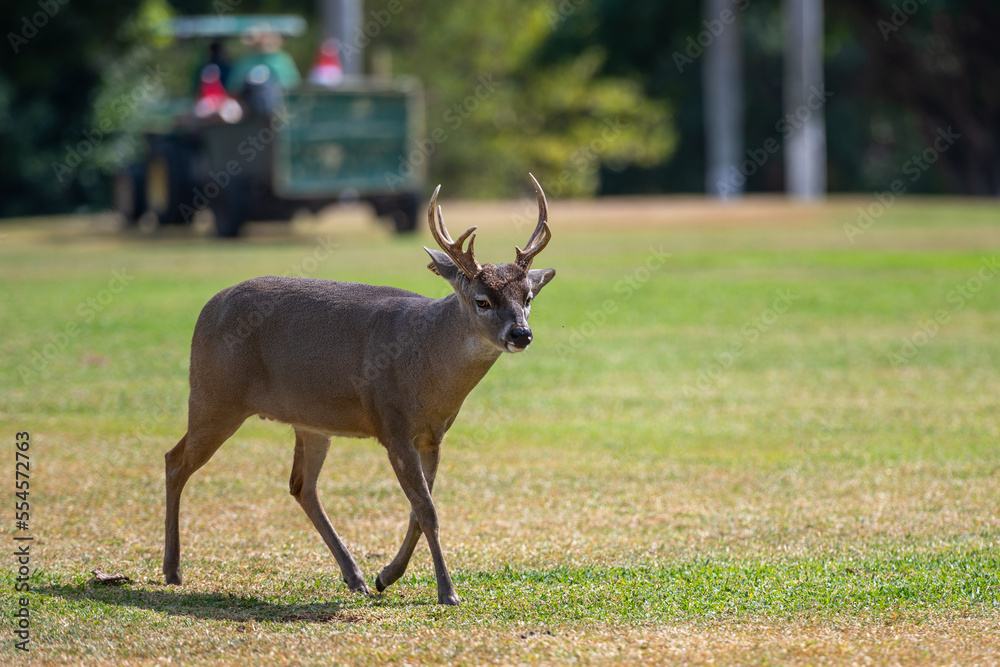 Venados en el campo de golf, venados en México foto de Stock | Adobe Stock