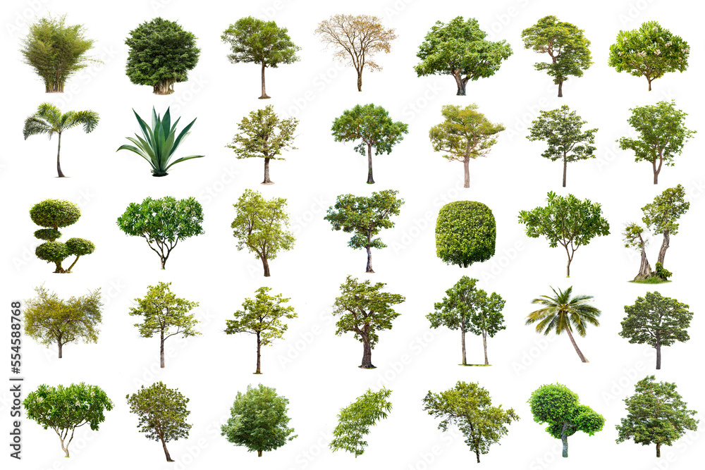 Isolated big tree on white background ,The collection of trees.Large ...