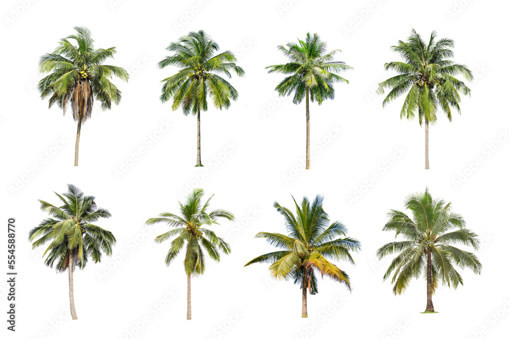 isolated big coconut tree on White Background.The collection of coconut ...