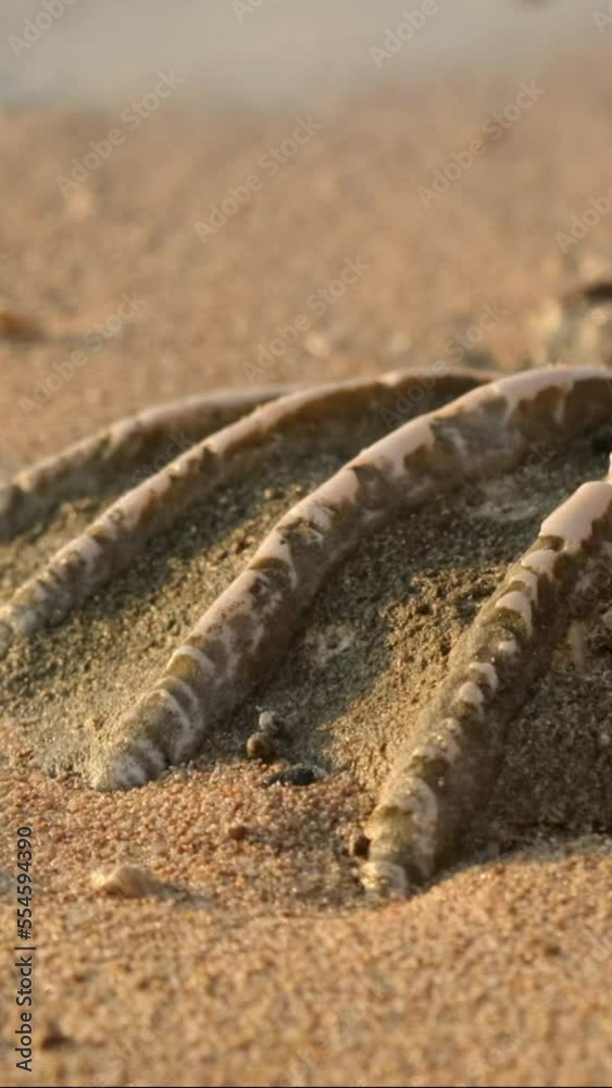 VERTICAL VIDEO, Close-up of the fossilized tridacna clam shell on a ...