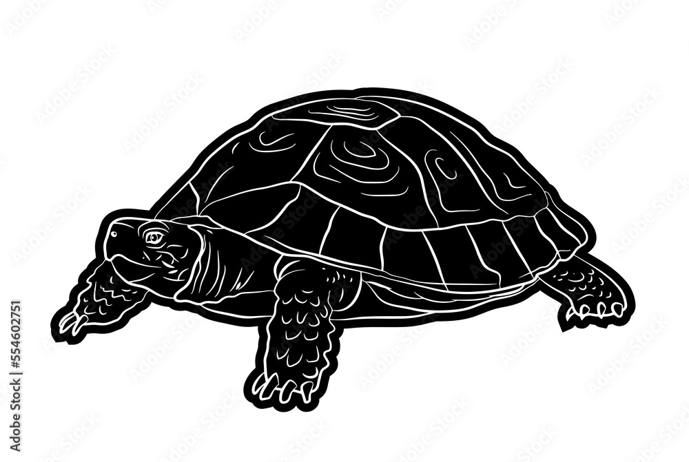 Animals. Image of a turtle. Black and white drawing, Vector image ...