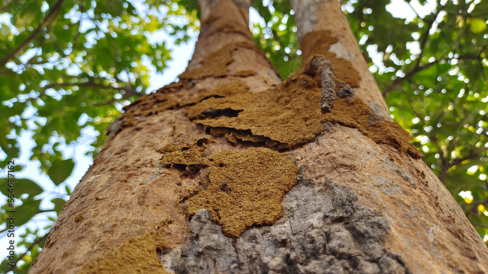 Do Termites Eat Trees at Isabelle Pearce blog
