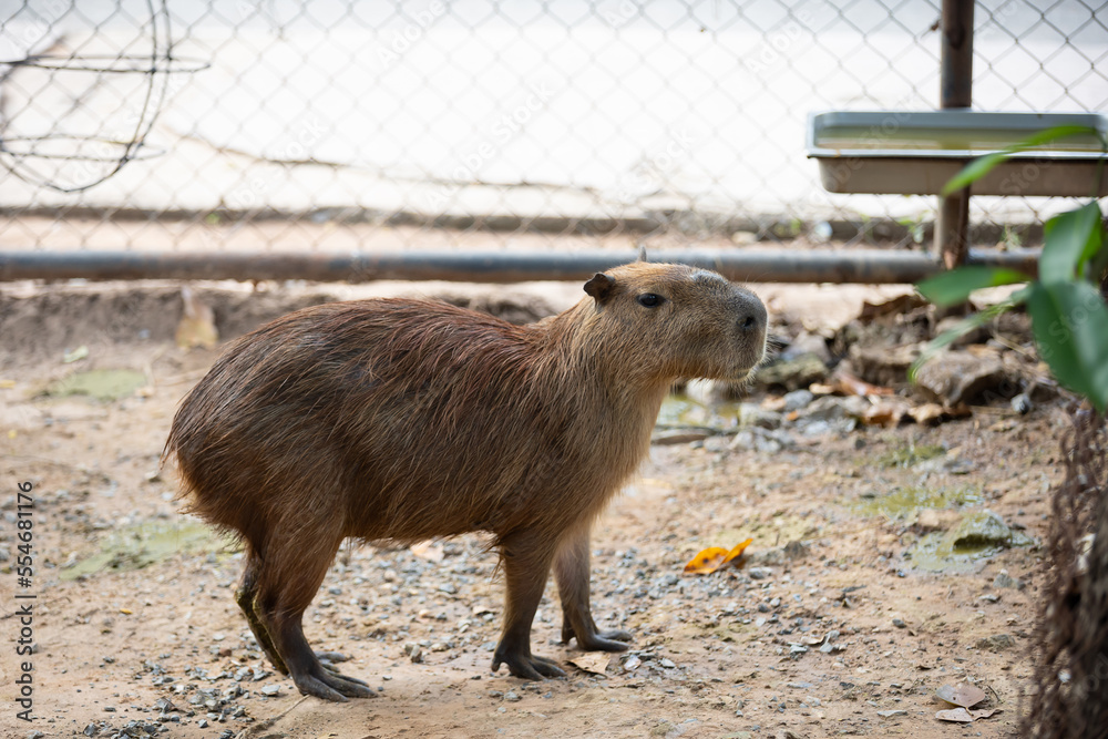Capybara in the forest with family in Khao Suan Kwang Zoo, Khon Kaen ...