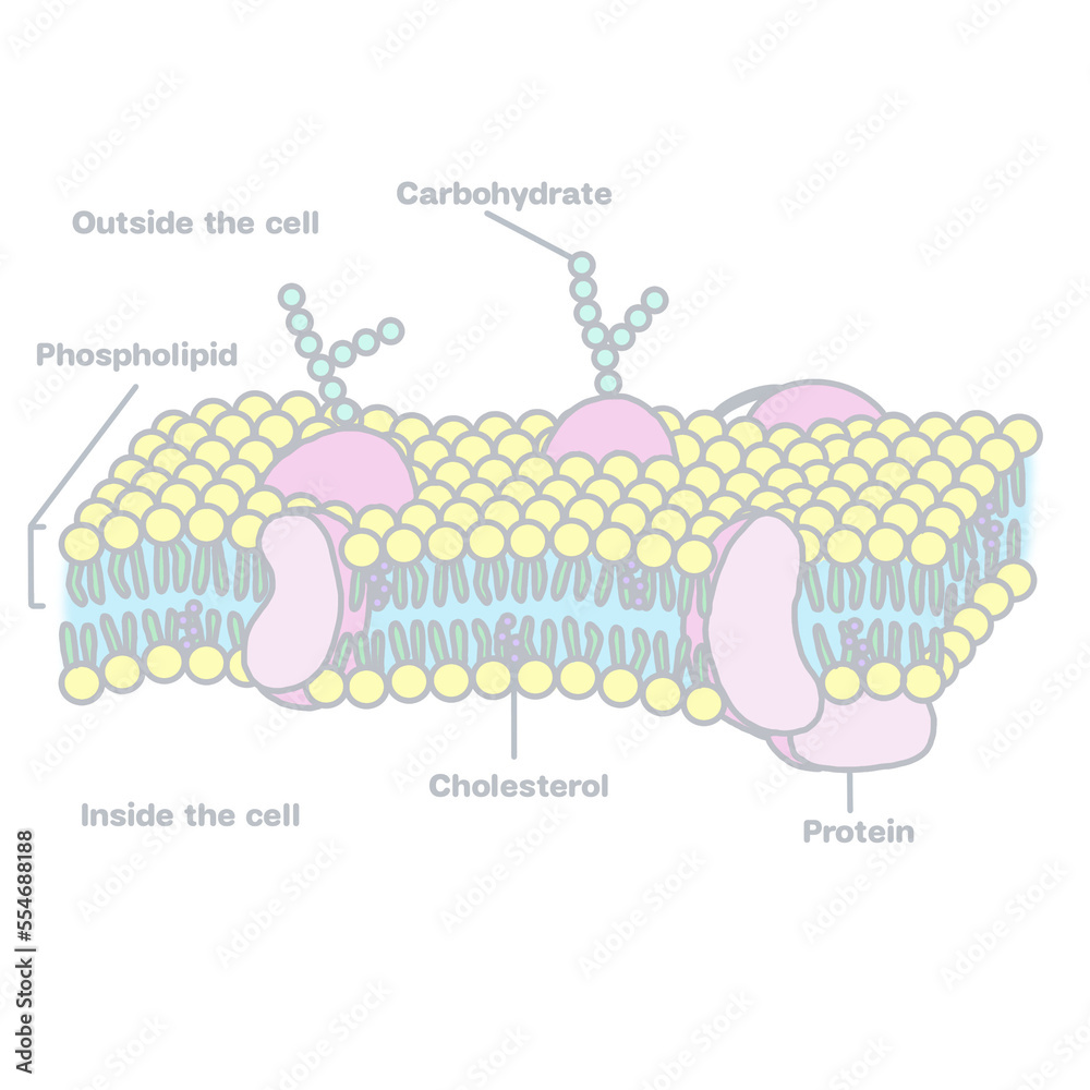 Cell membrane structure by gilly Stock Illustration | Adobe Stock