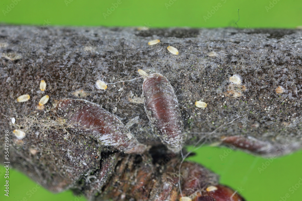 Apple mussel scale or oystershell scale (Lepidosaphes ulmi) is a widely ...