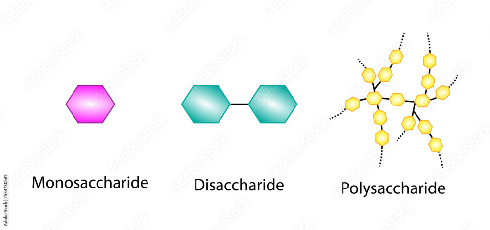 Differences Between Monosaccharide, Disaccharide and Polysaccharide ... Differences Between Monosaccharide, Disaccharide and Polysaccharide ...
