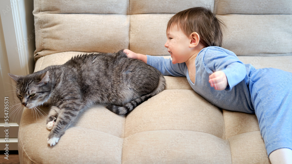 Funny baby toddler boy grabs the cat. Child bully torturing pet playing ...