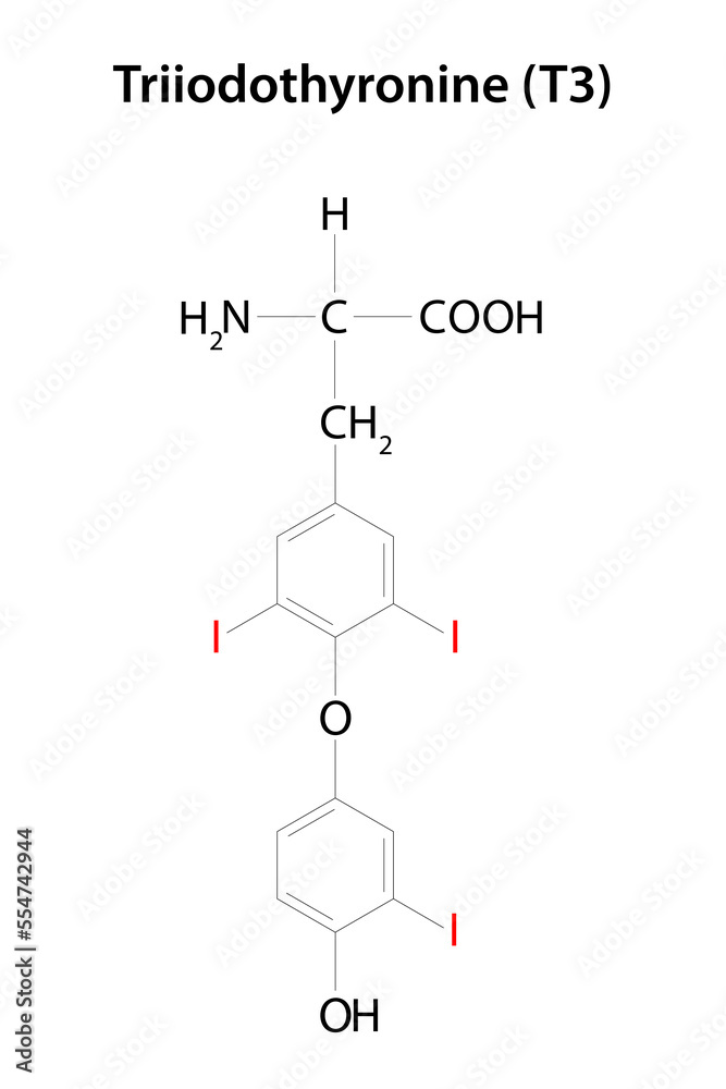 Triiodothyronine (T3). One of the two major hormones secreted by the ...