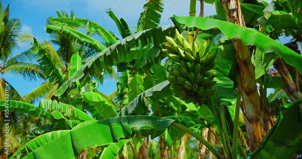 Banana tree with fruit bunch grow in green rice terraces landscape ...