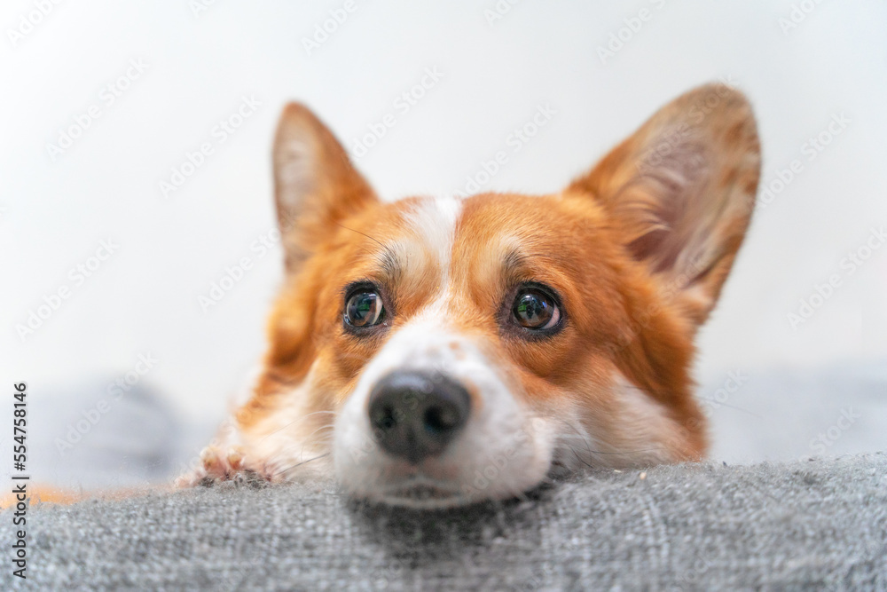 Depressed Corgi