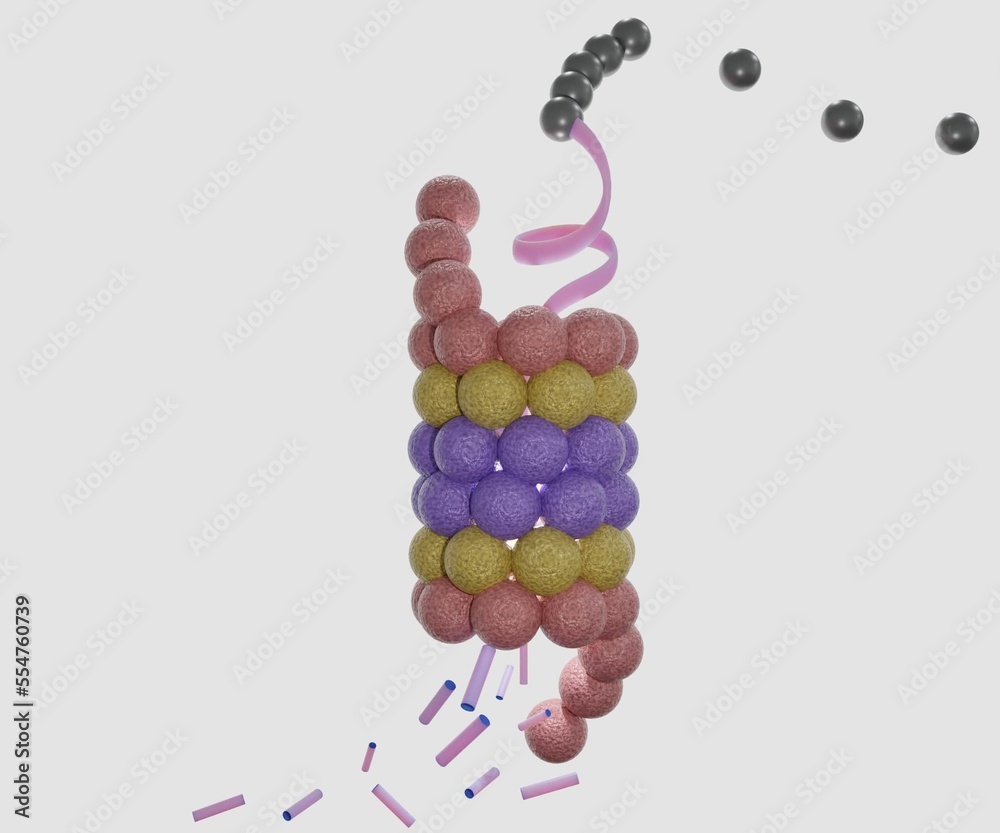 Protein degradation machineries in eukaryotic cells 3d rendering Stock ...