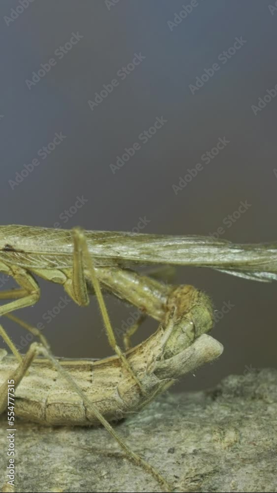Vertical video, Close-up of mating process of praying mantises. Couple ...