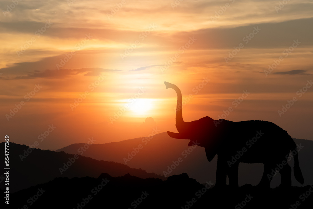Silhouette elephant stading sunset on mountain view background. African ...