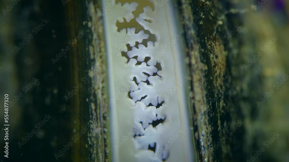 Albino mussel (Mytilus) filters water: white outgrowths of the mantle ...