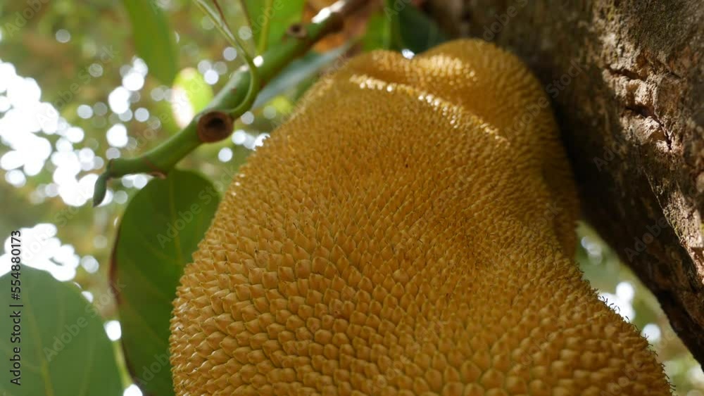 Close up a large jackfruit hangs from a jackfruit tree in the garden ...