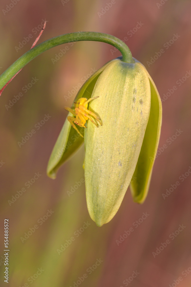 Foto Stock Yellow flower crab spider (Thomisidae thomisus sp) sitting ...