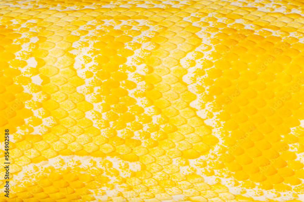 Macro yellow snake scale texture,close up view of golden python (Python ...
