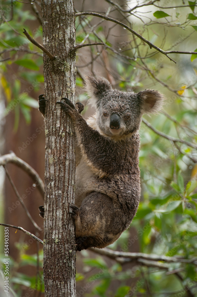 Federally threatened koala (Phascolarctos cinereus) with cystitis or ...