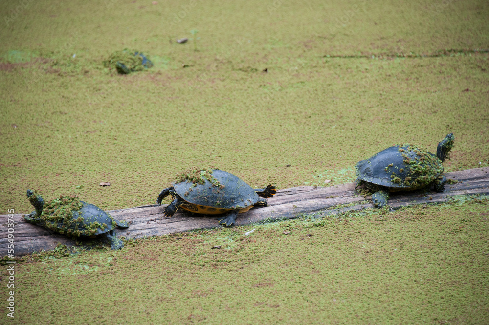 Turtles rest on a log in water in a zoo; New Orleans, Louisiana, United ...