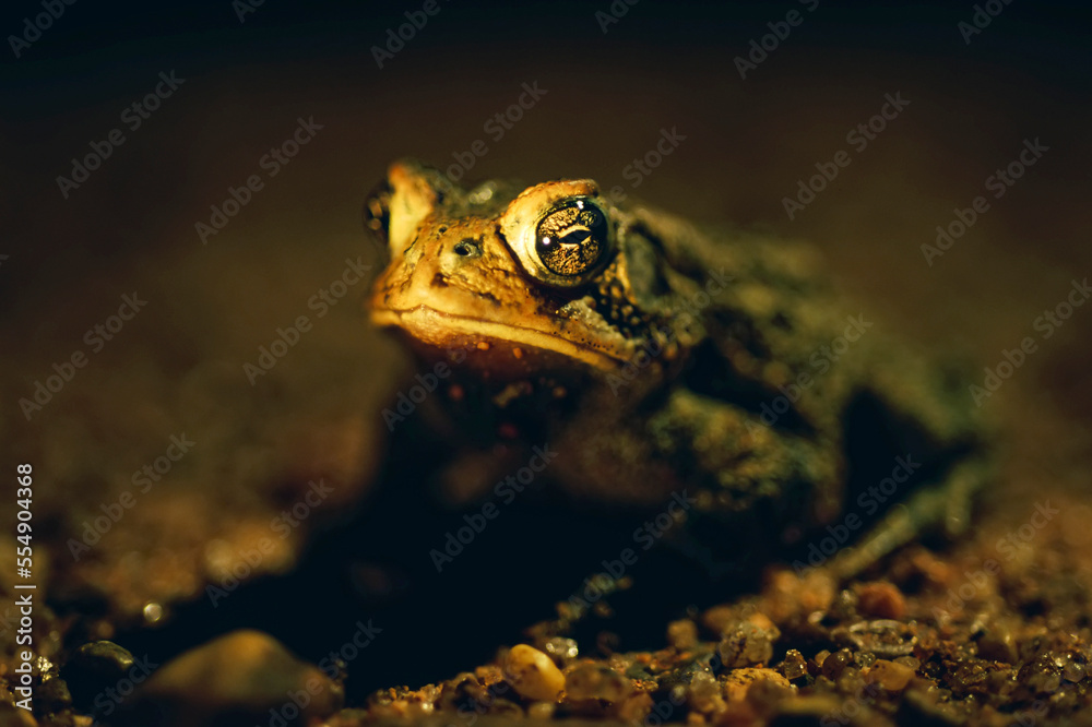 Close view of a Houston toad (Anaxyrus houstonensis), an endangered ...