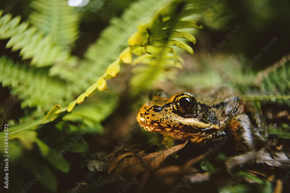 Red-legged frog (Rana aurora) in an old growth forest, near Tofino on ...