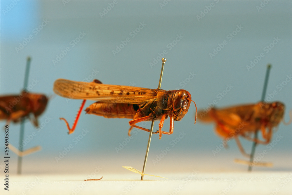 Extinct Rocky Mountain locusts (Melanoplus spretus) in a display at ...