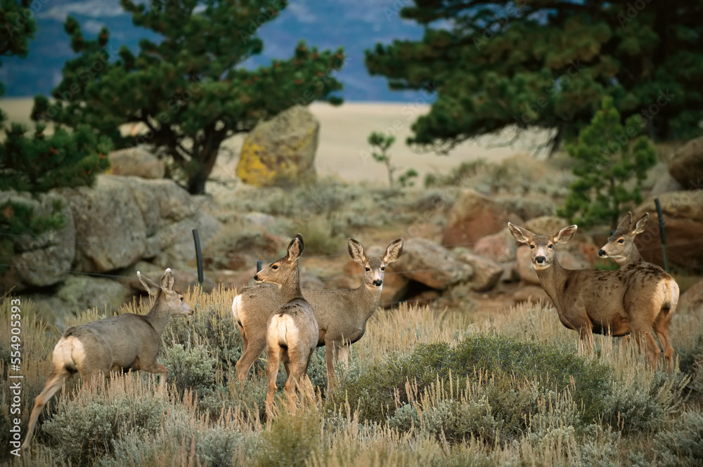 Fotografia do Stock: Herd of Mule deer (Odocoileus hemionus) in a ...