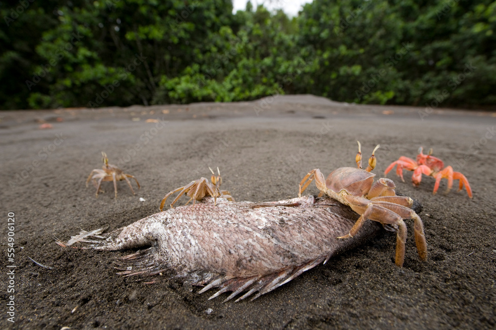 Foto de Ghost crabs (Ocypode cursor) feed on a dead fish on the beach ...