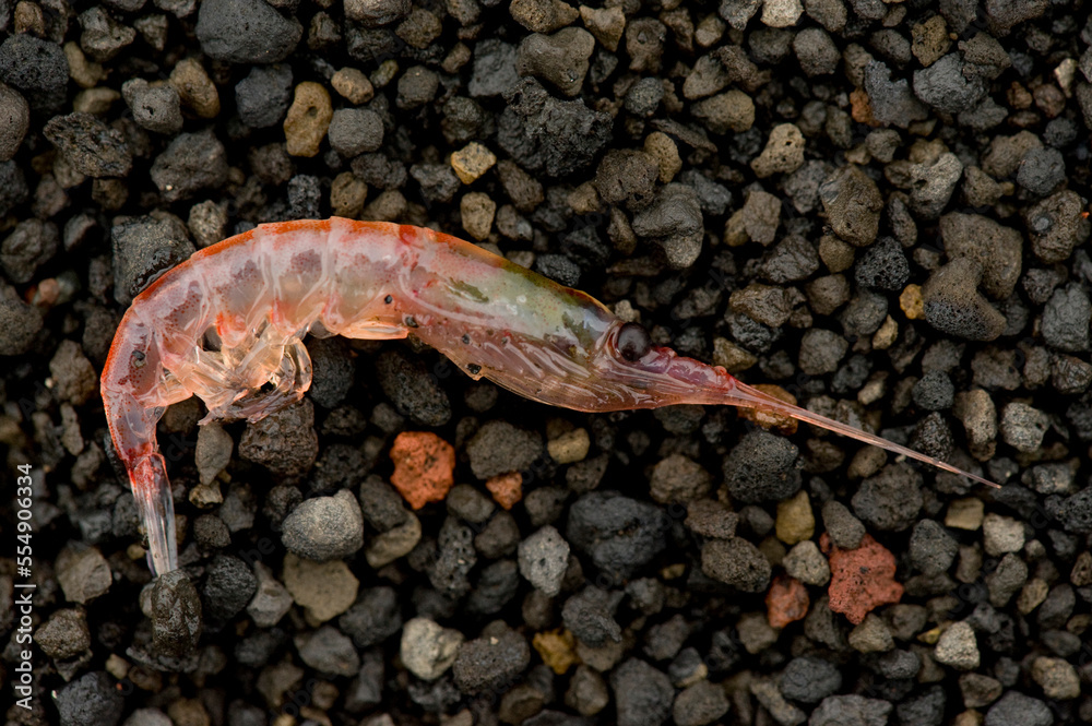 Krill (Euphausia superba), the basis of the Antarctic ecosystem, laying ...