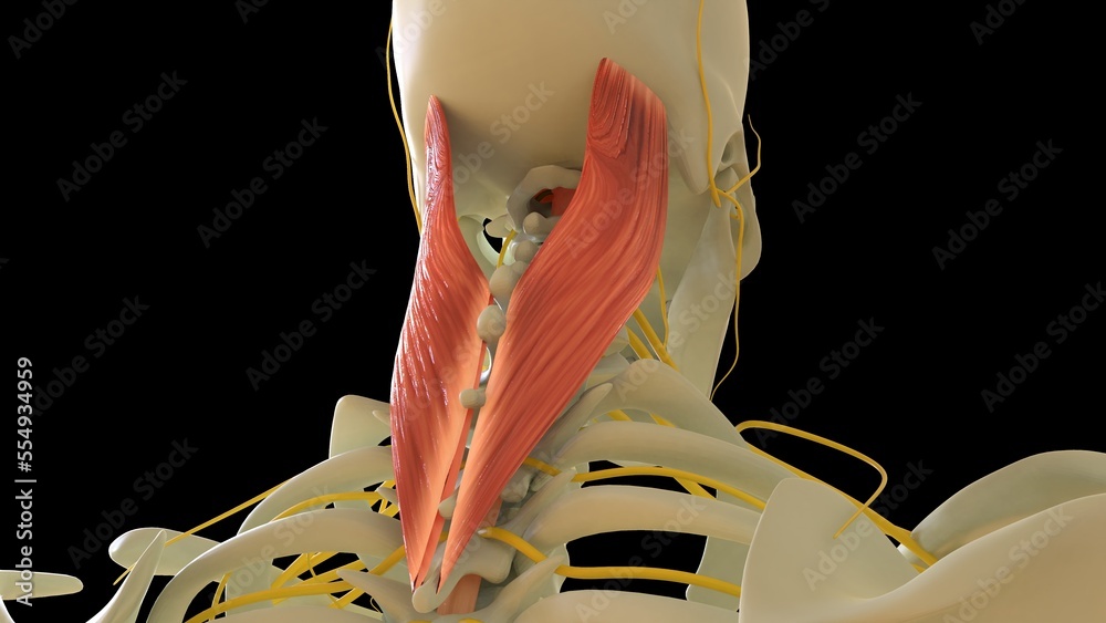 Splenius Capitus Muscle anatomy for medical concept 3D rendering Stock ...