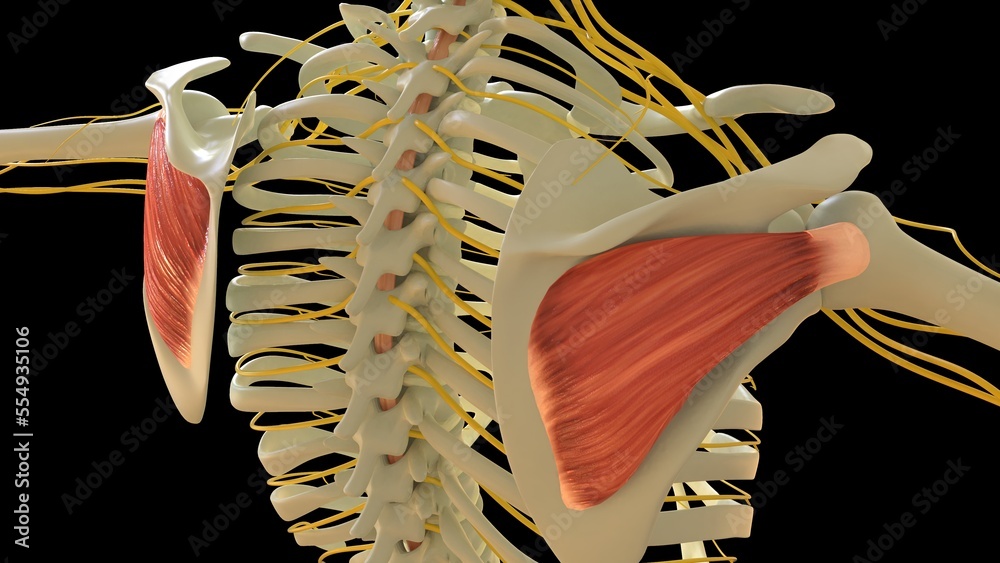 Infraspinatus Muscle anatomy for medical concept 3D rendering Stock ...