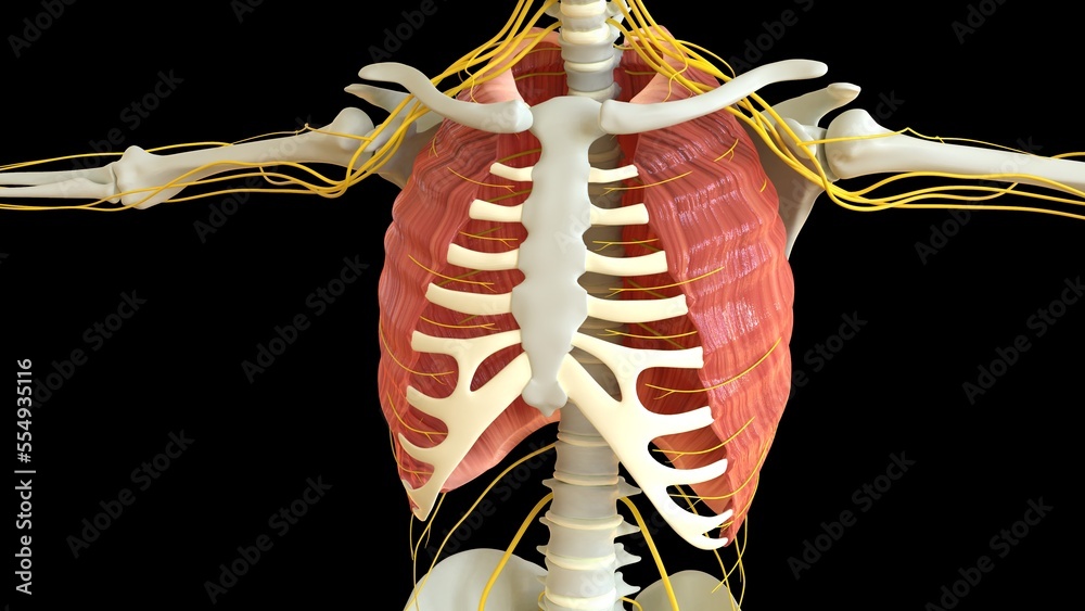 Intercostal Muscle Large anatomy for medical concept 3D rendering Stock ...