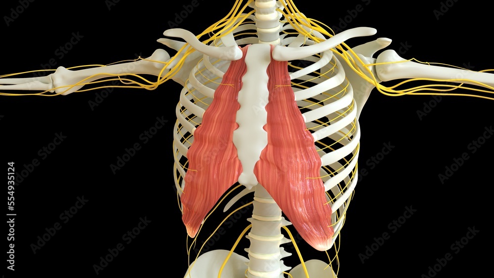 Intercostal Muscle Small anatomy for medical concept 3D rendering Stock ...