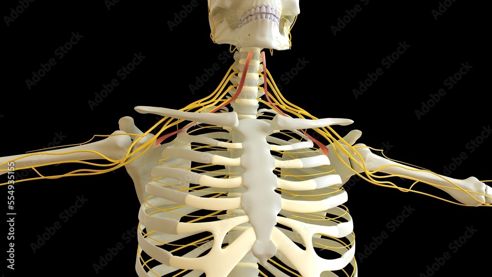 Omohyoideus Muscle anatomy for medical concept 3D rendering ilustração ...