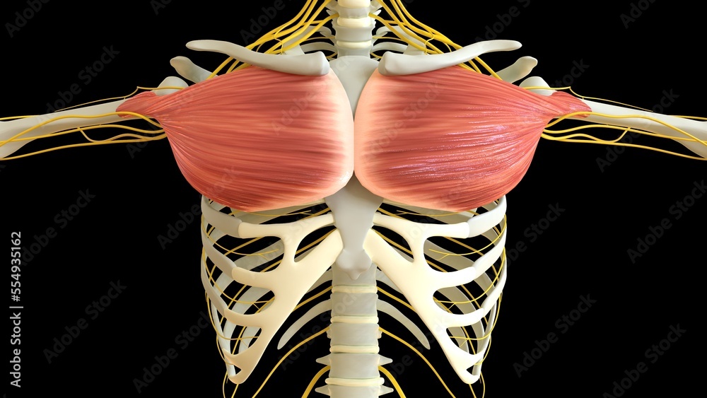 Pectoral Muscle anatomy for medical concept 3D rendering Stock ...