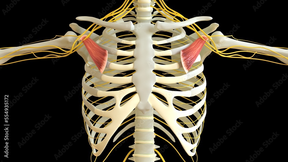 Pectoralis Minor Muscle anatomy for medical concept 3D rendering Stock ...