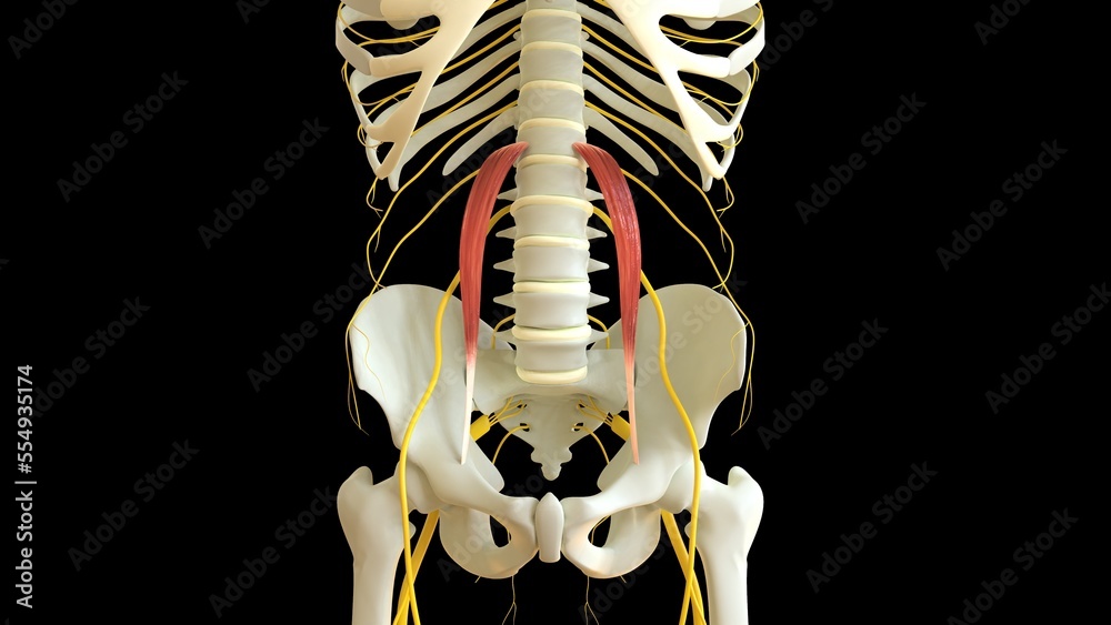 Psoas Minor Muscle anatomy for medical concept 3D rendering Stock ...