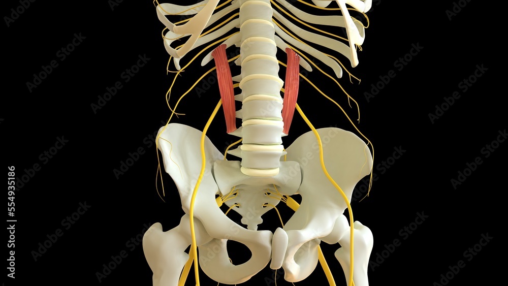 Quadratus Lumborum Muscle anatomy for medical concept 3D rendering ...