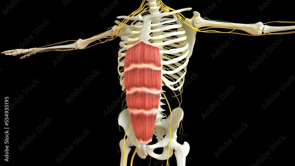Rectus Abdominis Muscle anatomy for medical concept 3D rendering Stock ...