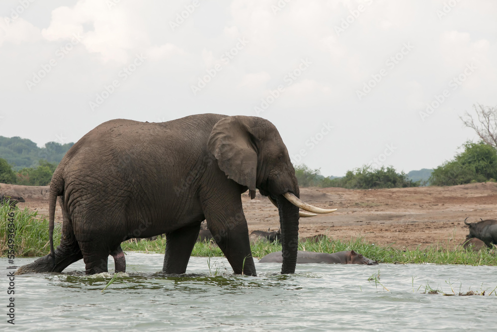 An adult elephant walks through water while a hippopotamus and buffalos ...