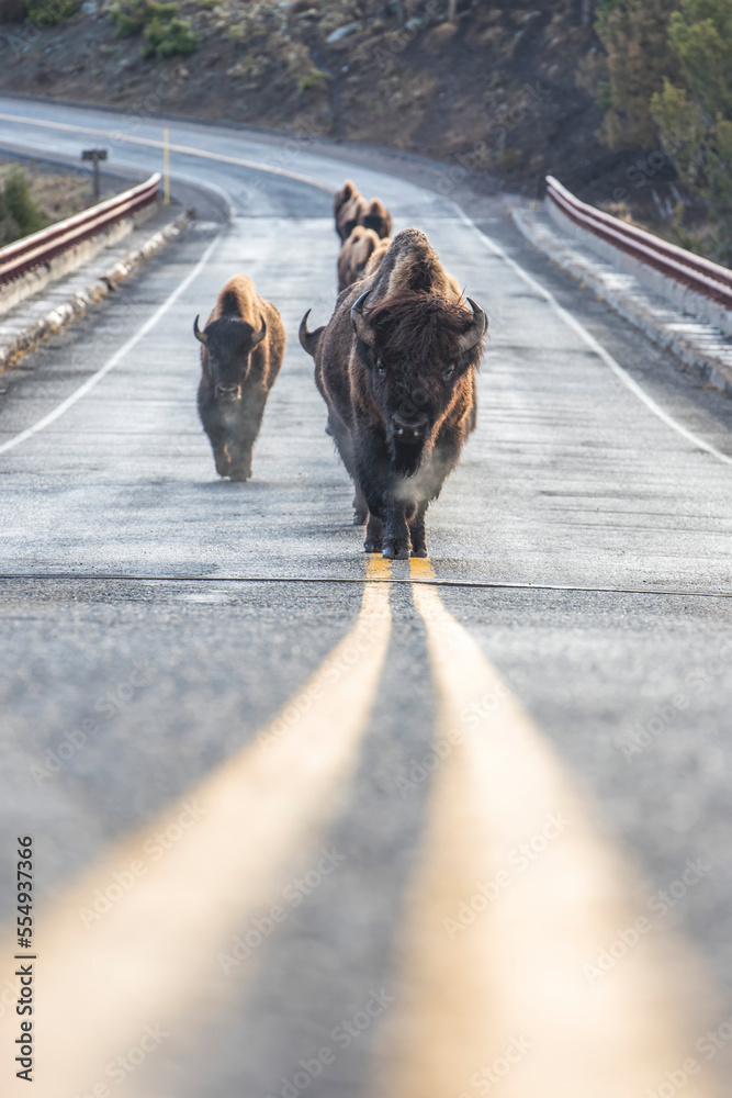 Herd of American Bison (Bison bison) walking in a row down the middle ...