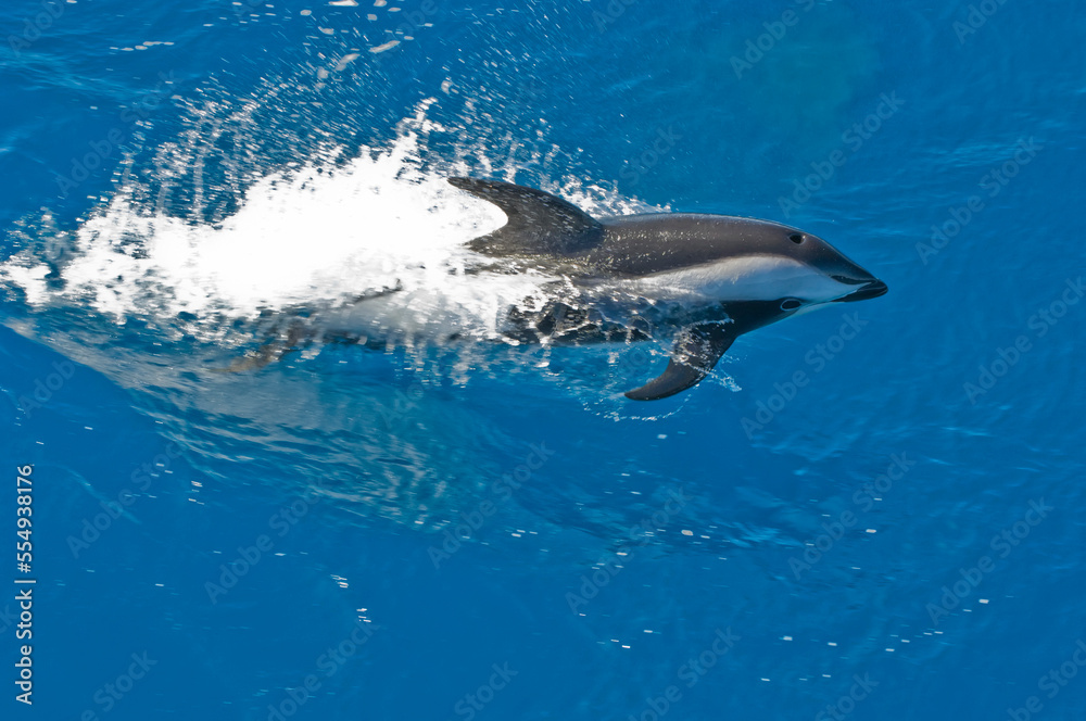 Hourglass dolphin (Lagenorhynchus cruciger) swimming in the blue water ...