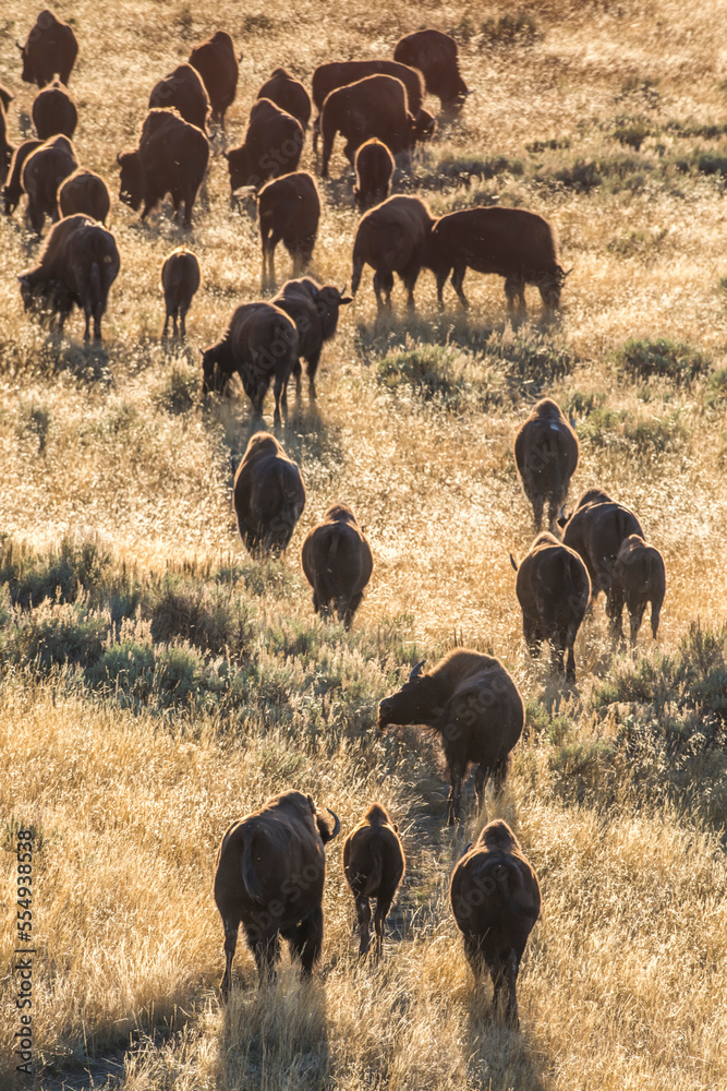 Herd of American bison (Bison bison) grazing on the grasses and big ...